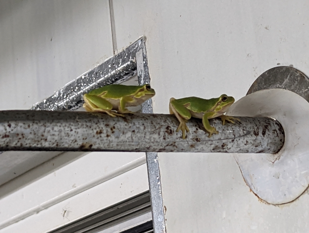 European Tree Frog from Golem, Albanien on September 07, 2022 at 11:07 ...