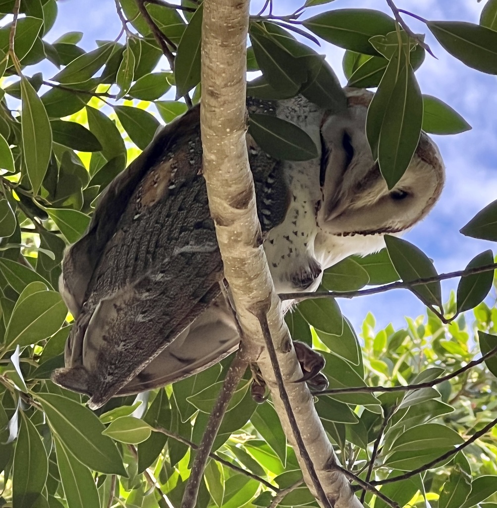 Australian Barn Owl from Bragg St, Birtinya, QLD, AU on September 8 ...