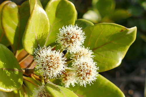 Codia discolor · iNaturalist