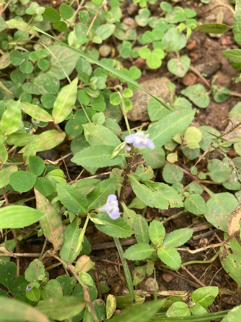 Bonnaya from Kuttanad, Alappuzha, KL, IN on September 08, 2022 at 12:55 ...