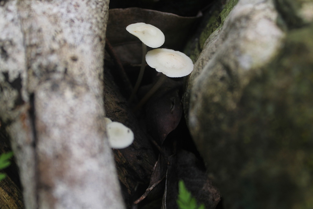 Filoboletus from Cihuatlán, Jalisco, Mexico on August 9, 2022 at 05:09 ...