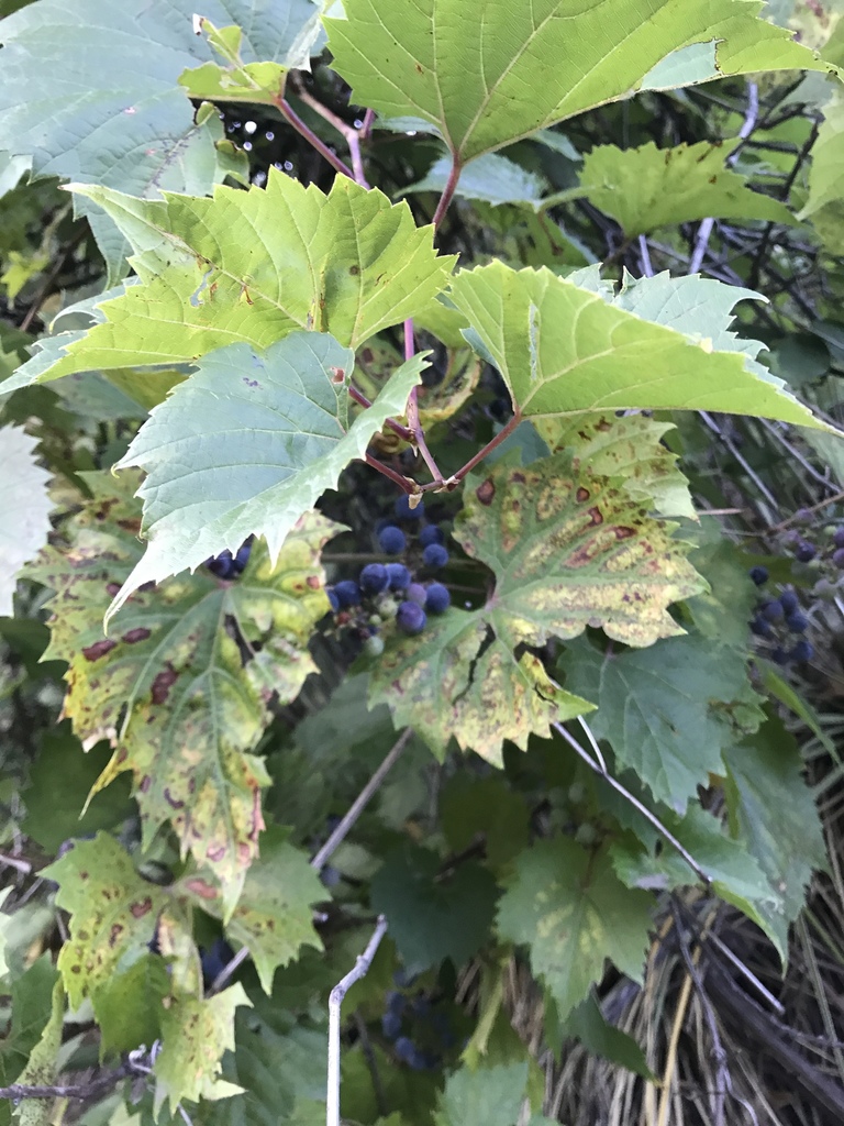 riverbank grape from 40558–40562 Boulder Canyon Dr, Boulder, CO, US on ...