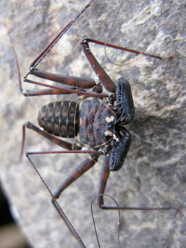 Tendarapo del sur (Phrynus whitei)