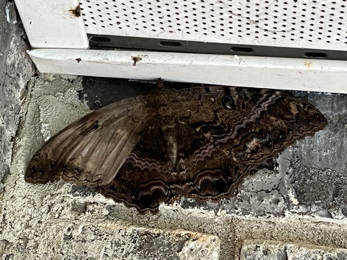 Observations by cherrielee · iNaturalist