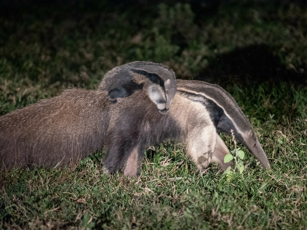 Giant Anteater in September 2022 by scott_phares · iNaturalist