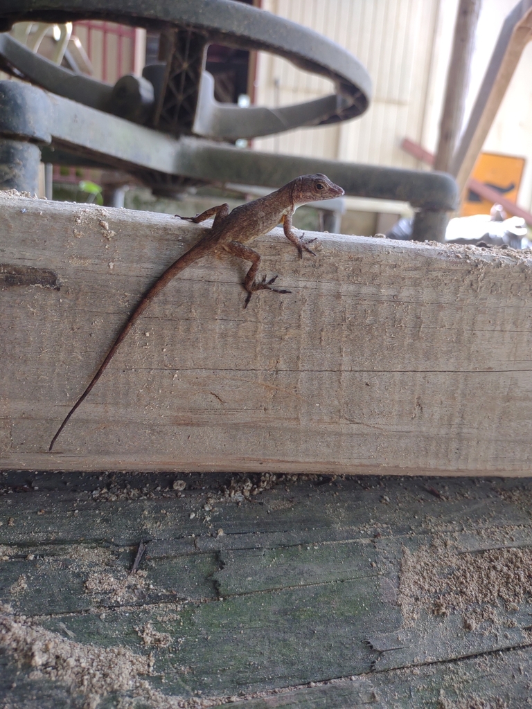 Crested Anole from Veguitas, Jayuya 00664, Puerto Rico on September 08 ...