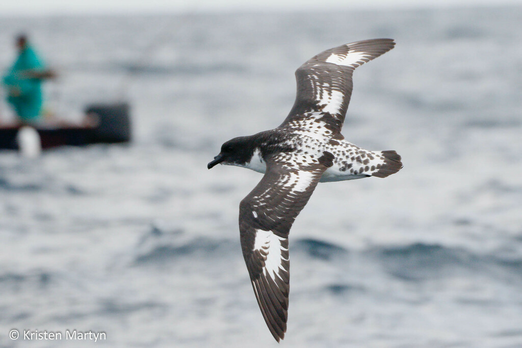 Cape Petrel in October 2015 by KristenM · iNaturalist