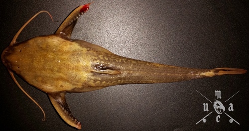 Magdalena Banjo Catfish (Xyliphius magdalenae) · iNaturalist