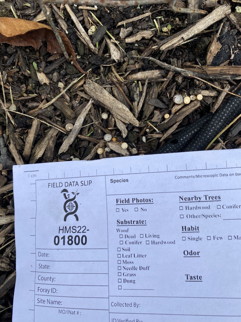 Crucibulum parvulum from Nashville, IN, US on September 06, 2022 at 03: ...