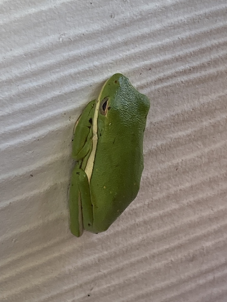 Green Treefrog from Knutson St, Goose Creek, SC, US on September 08 ...