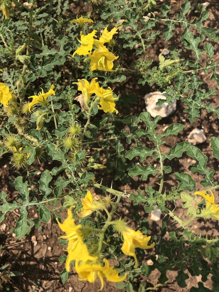 buffalo-bur from Surry Place Dr, Cleburne, TX, US on September 08, 2022 ...