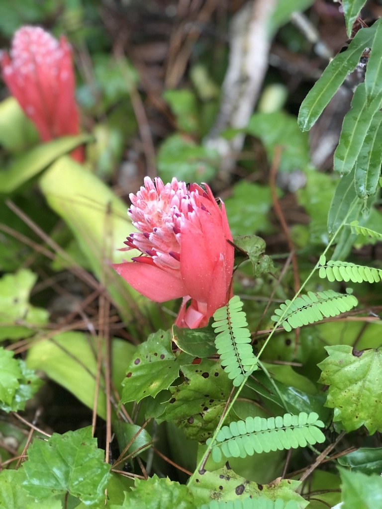 Fool Proof Plant in September 2022 by exquisiteepiphany · iNaturalist
