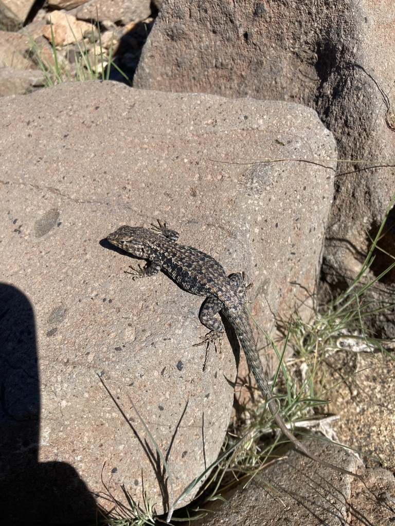 Braided Smooth-throated Lizard from Incaguasi, Vallenar, Atacama, CL on ...