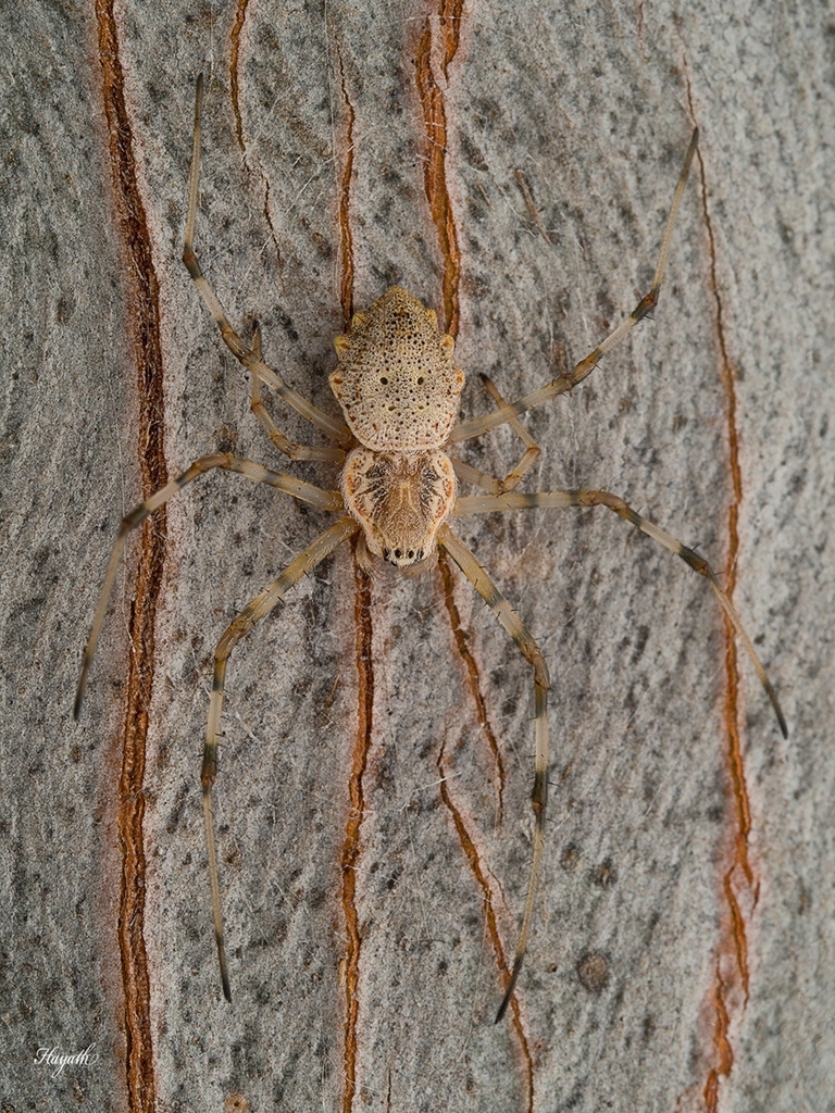 Ornamental Tree Trunk Spider from Doresanipalya Forest Research Station ...