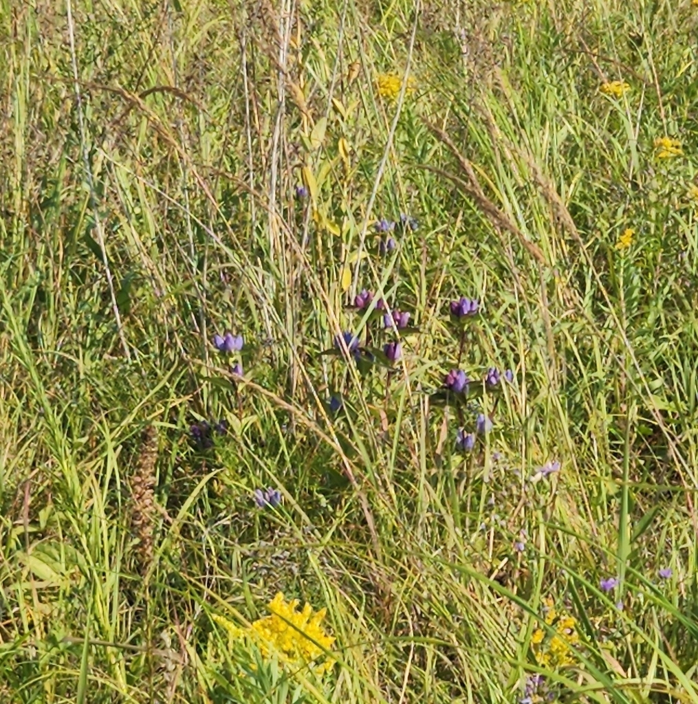 closed bottle gentian from Everly, IA 51338, USA on September 8, 2022 ...