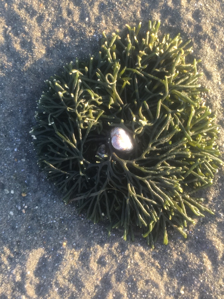 Dead Man's Fingers from Cape Cod Bay, North Eastham, MA, US on ...