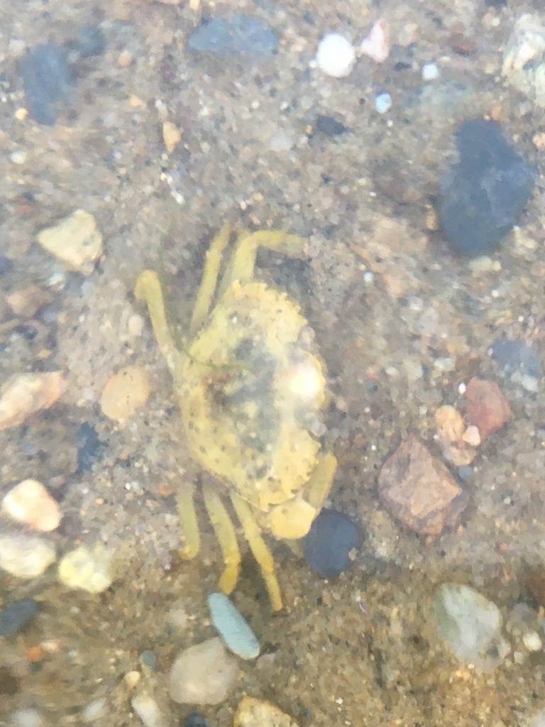 European Green Crab from Eastham, MA, US on September 08, 2022 at 06:30 ...