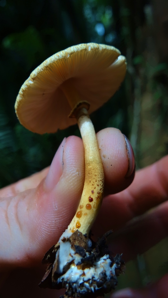 Micropsalliota brunneosperma from Belmopan, Belize on June 23, 2015 by ...