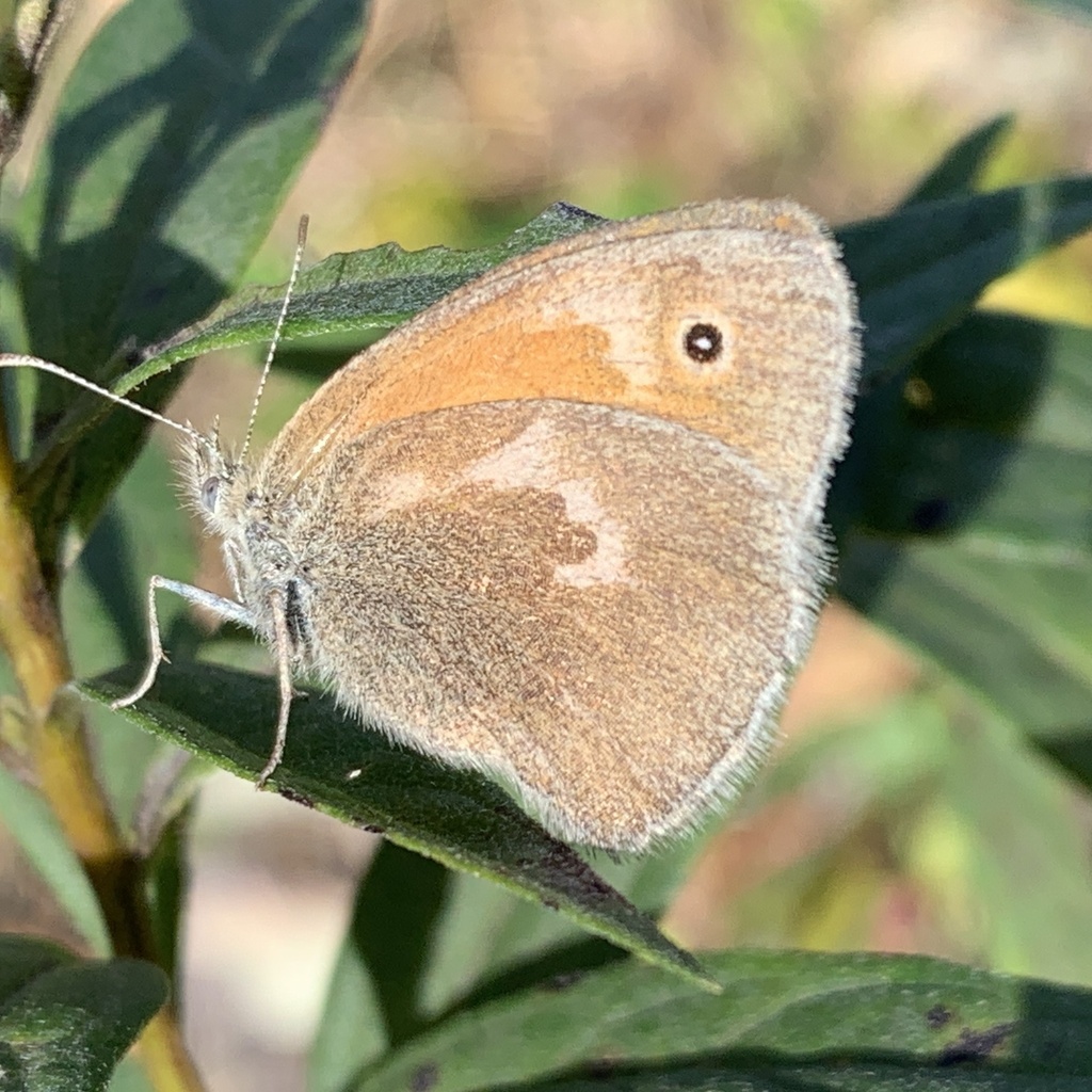 Common Ringlet from Allegheny National Forest, Clarendon, PA, US on ...