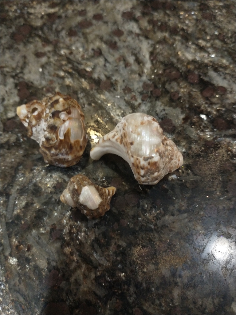 wavy turban from Sector Bahia, San Carlos, Son., México on September 08 ...