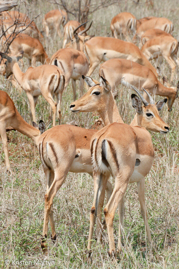 Common Impala in September 2015 by KristenM · iNaturalist