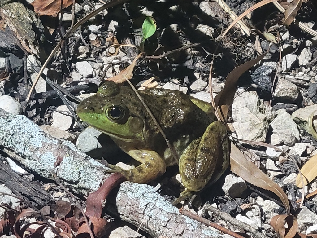 American Bullfrog from Muncie, IN, USA on September 8, 2022 at 08:55 PM ...