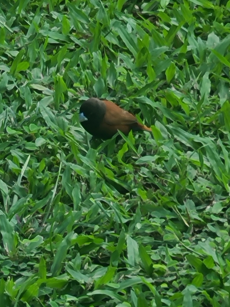 Chestnut Munia from Ahuimanu, HI 96744, USA on September 08, 2022 at 03 ...
