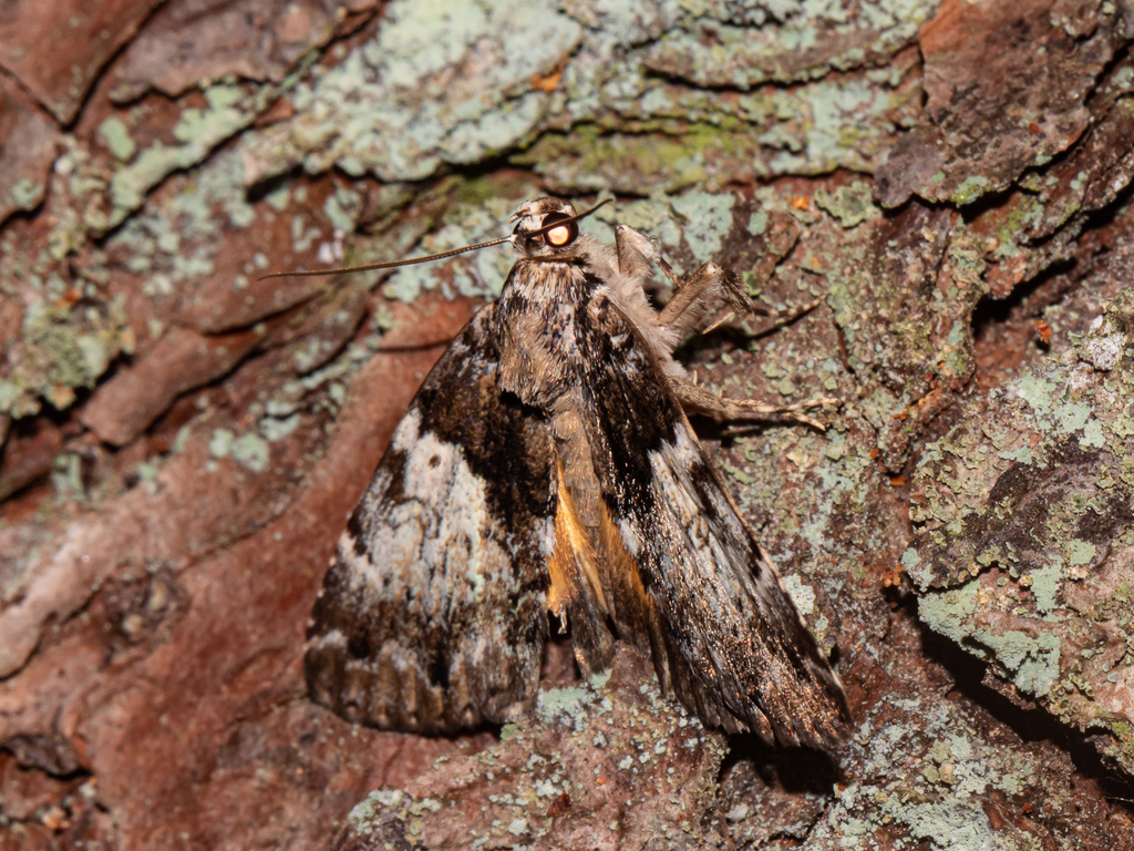 False Underwing from Patuxent Research Refuge, Anne Arundel, Maryland ...