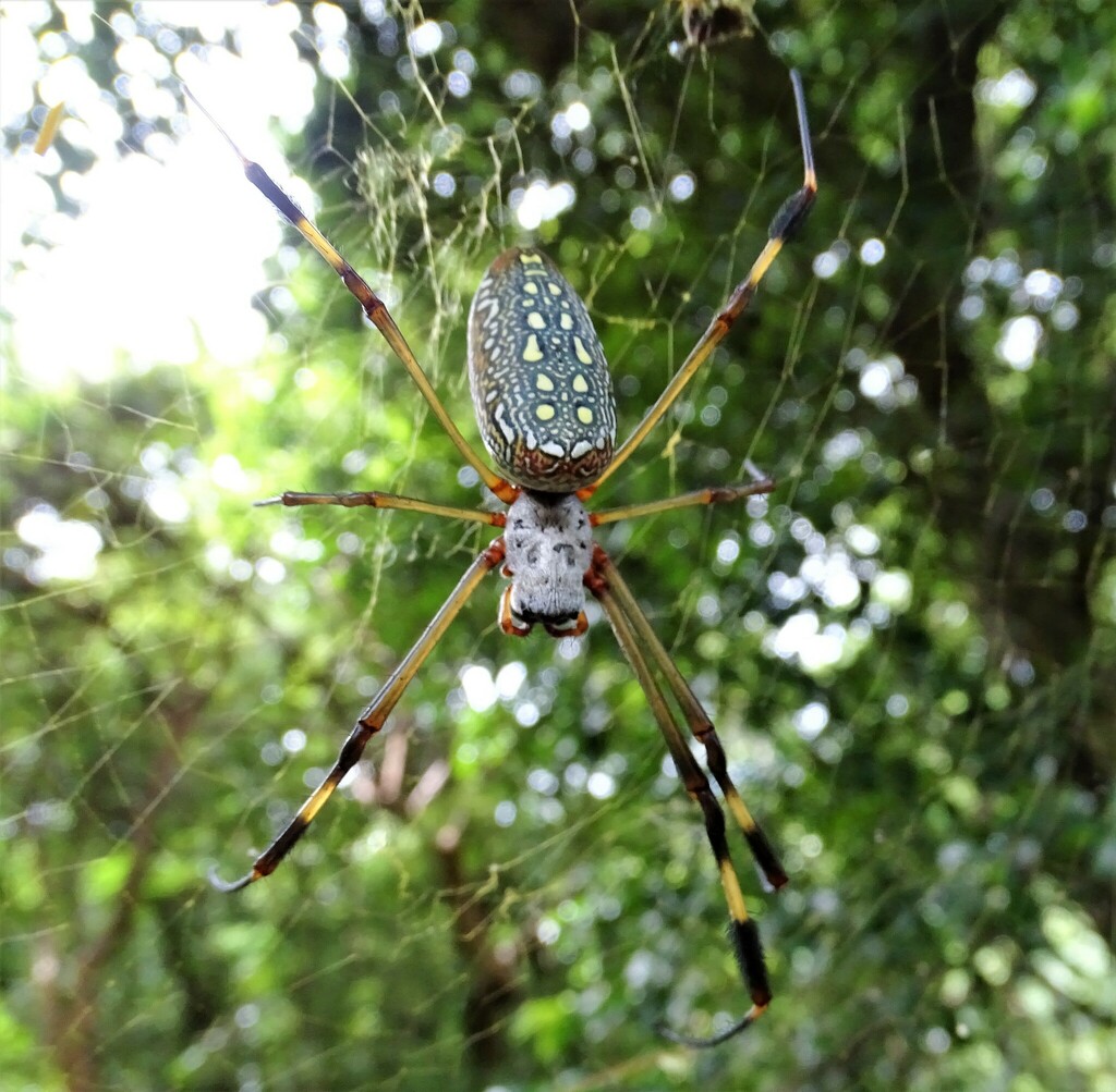 Golden Silk Spider from Tropical Dry Forest protected by de E. Figueroa ...