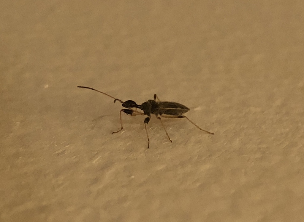 Long-necked Seed Bug from US-9W, Highland, NY, US on September 09, 2022 ...