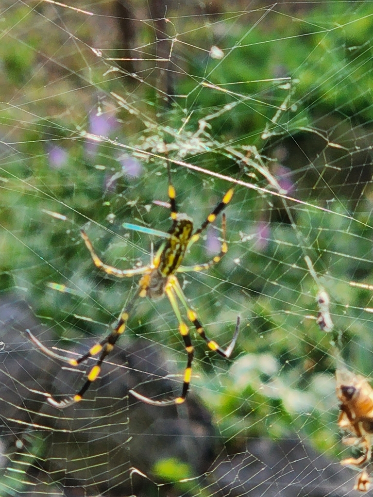 Joro Spider from Ilsandong-gu, Goyang-si, Gyeonggi-do, South Korea on ...