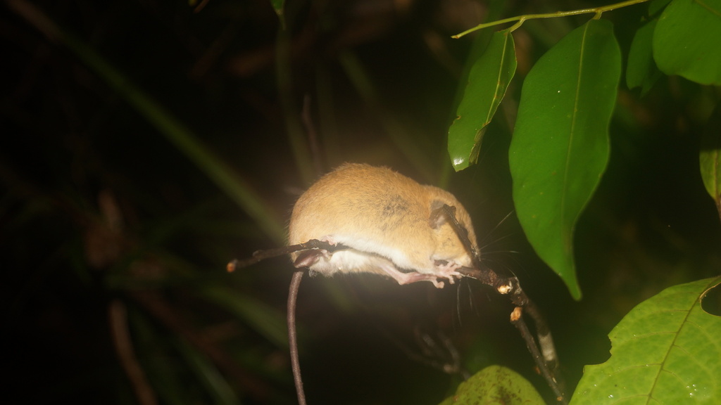 Greater Pencil-tailed Tree Mouse from North Kayong Regency, West ...