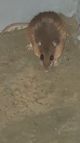 Nguru Spiny Mouse (Acomys ngurui) · iNaturalist