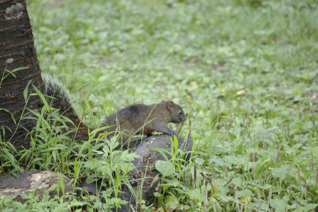 Taiwan Squirrel from 112091台灣台北市北投區陽明路二段15號 on May 05, 2006 at 11:40 AM ...