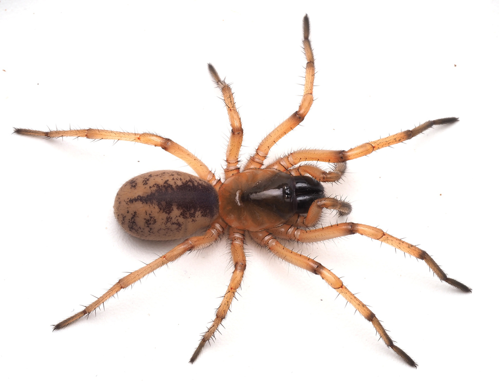 Teyl luculentus from Daliak WA 6302, Australia on August 31, 2022 at 05 ...