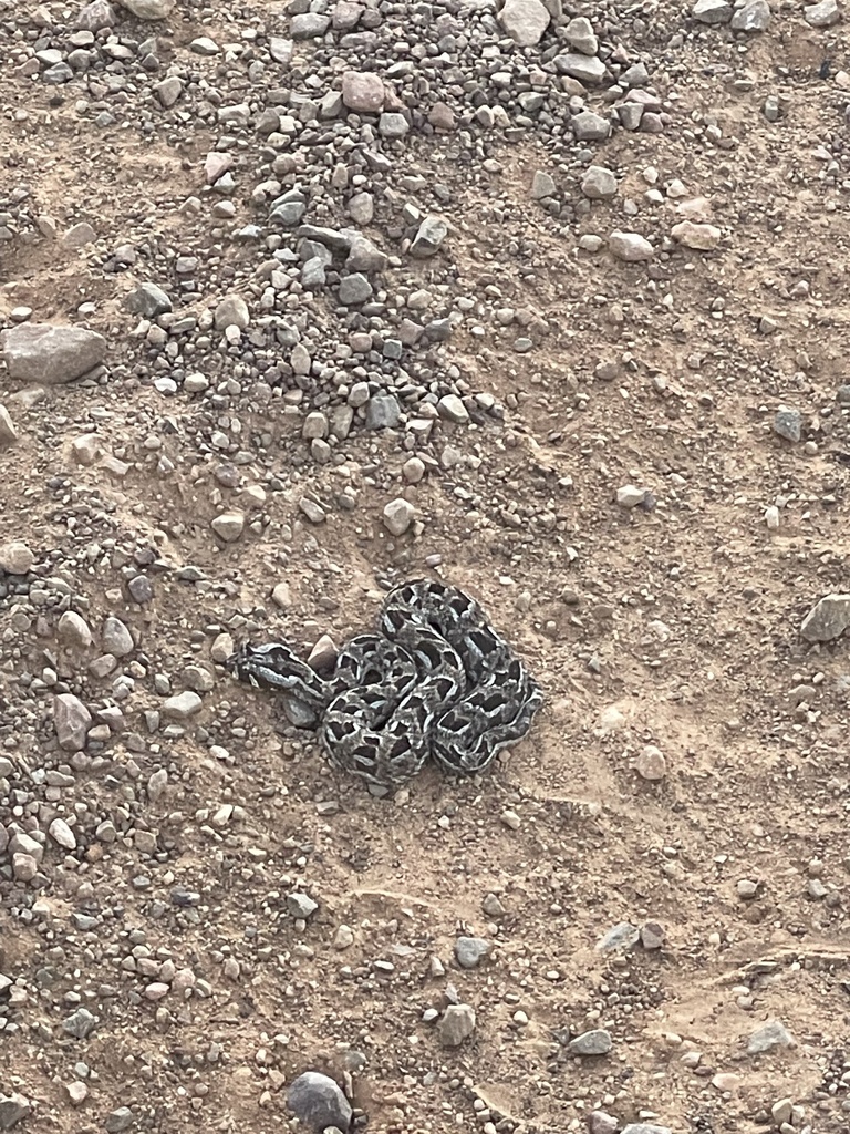 Puff Adders from Cederberg Rural, Citrusdal, WC, ZA on September 8 ...