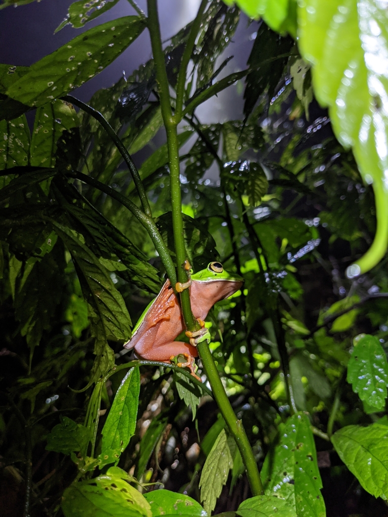 Orange-belly Tree Frog in September 2022 by Dino Lee · iNaturalist