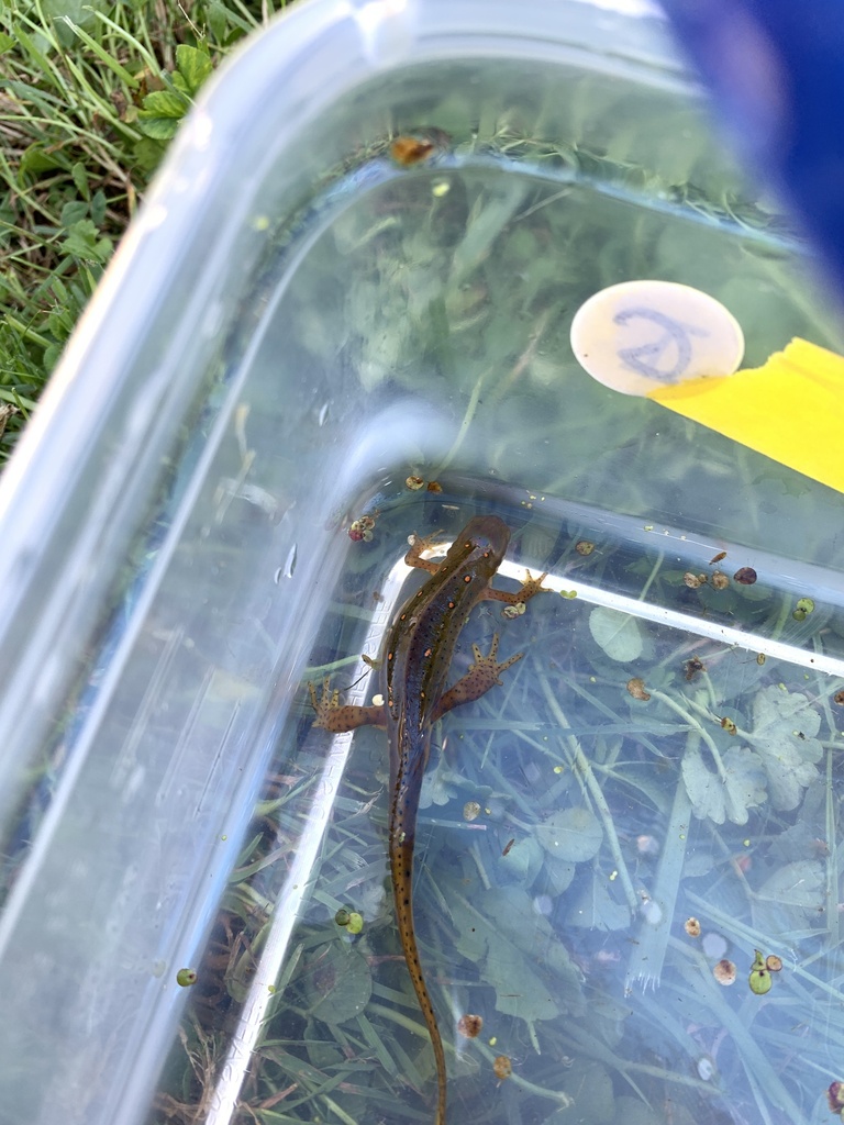 Eastern Newt from Case Western Reserve University Farm, Hunting Valley ...