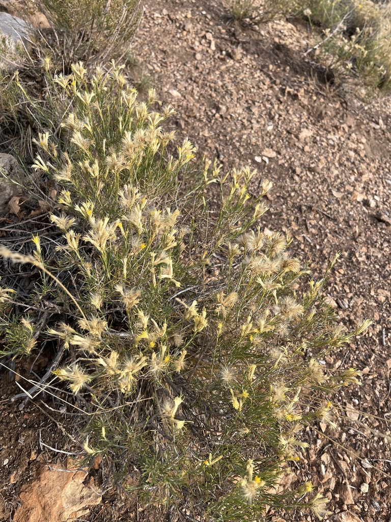 nevada rabbitbrush from Grand Canyon National Park, Marble Canyon, AZ ...