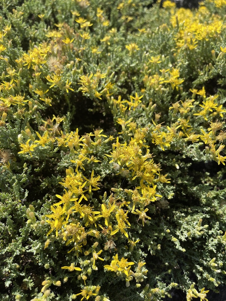 California Goldenbush from Moss Landing, CA, US on September 05, 2022 ...