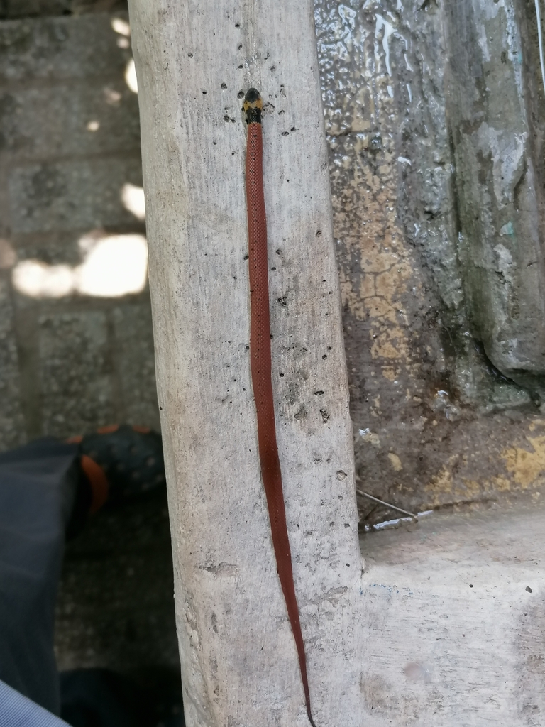 Red Coffee Snake from 3RXV+W5R, Tegucigalpa, Honduras on September 09 ...