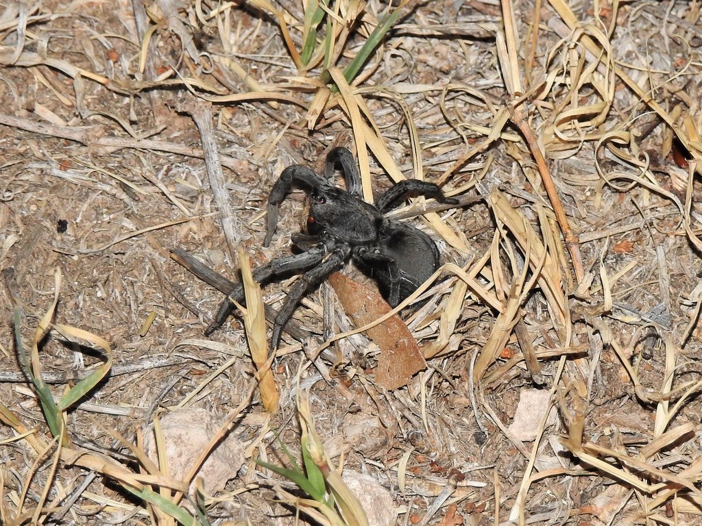 Burrowing Wolf Spiders from Ransom Canyon, TX 79366, USA on August 4 ...