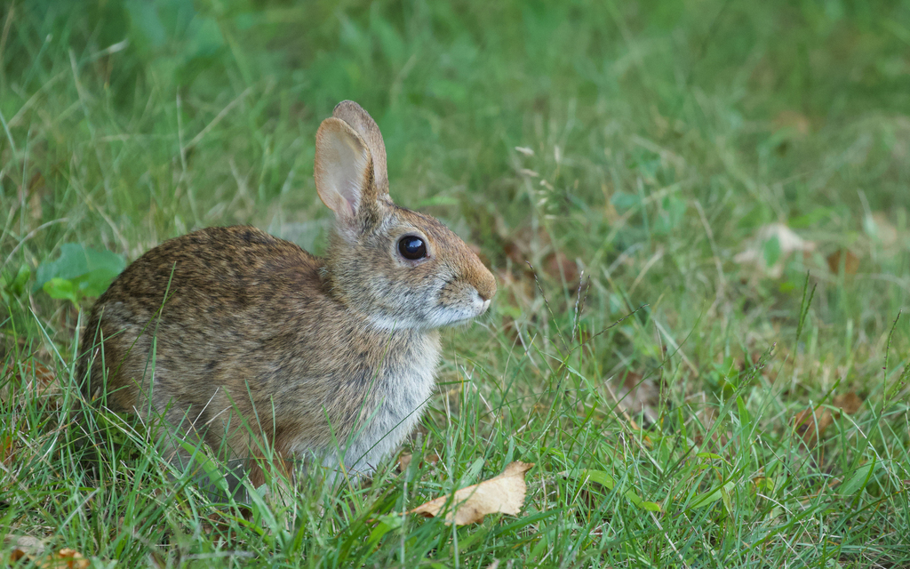 New England Cottontail in September 2022 by Will Sweet · iNaturalist