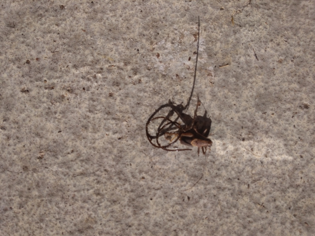 Gordius aquaticus from 19430 Bassignac-le-Bas, France on September 09 ...