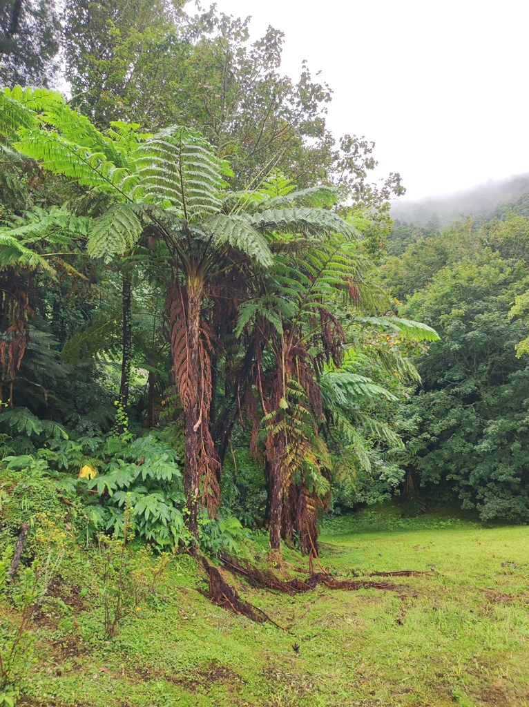 Scaly Tree Fern from Furnas, Portugal on September 8, 2022 at 11:15 AM ...
