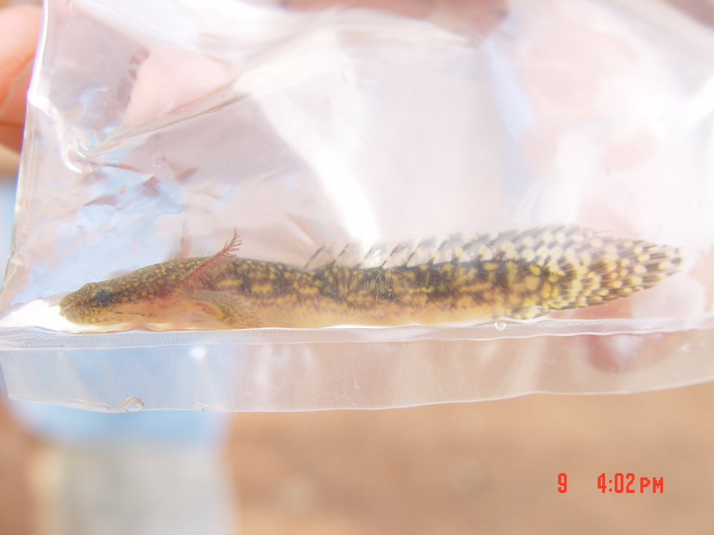 Shortfin Bichir from Malapouyah, Boké, Guinea on January 5, 2003 at 04: ...
