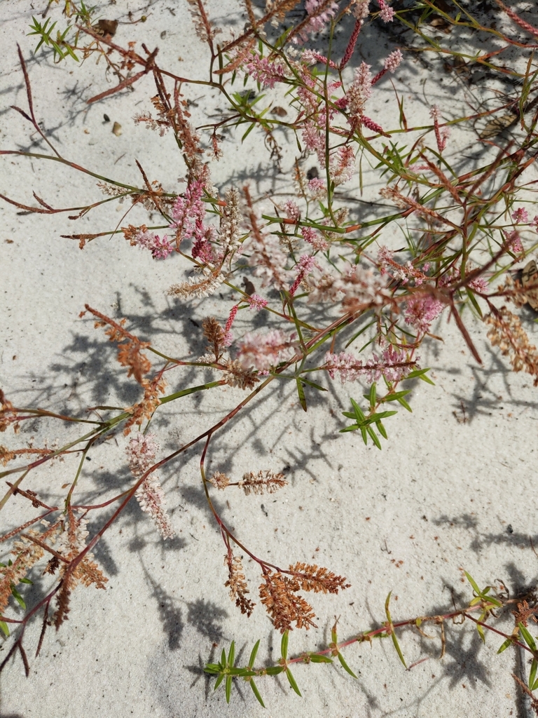 Sandhill wireweed from Panacea, FL 32346, USA on September 9, 2022 at ...
