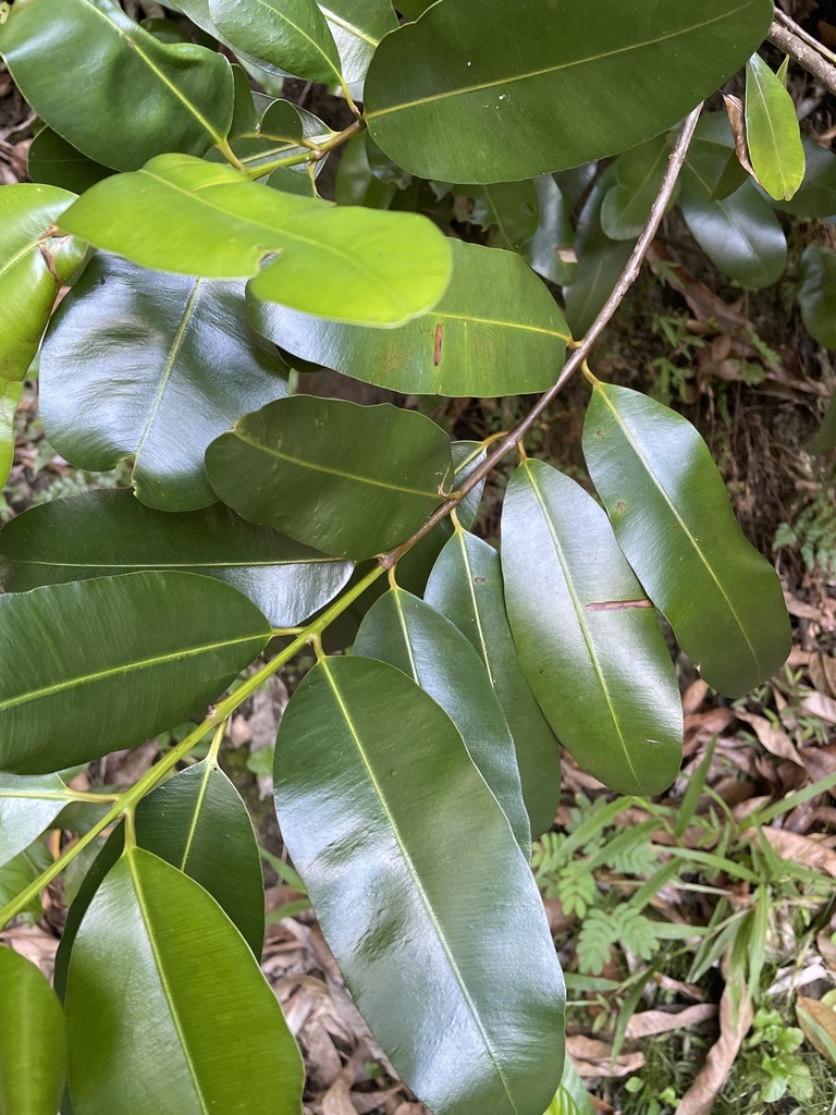 mast wood from Julio Enrique Monagas National Park, Bayamón, Puerto ...