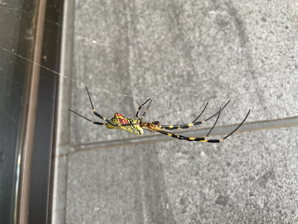 Joro Spider from Takenoshita, Oyama, Sunto-Gun, Shizuoka, JP on ...