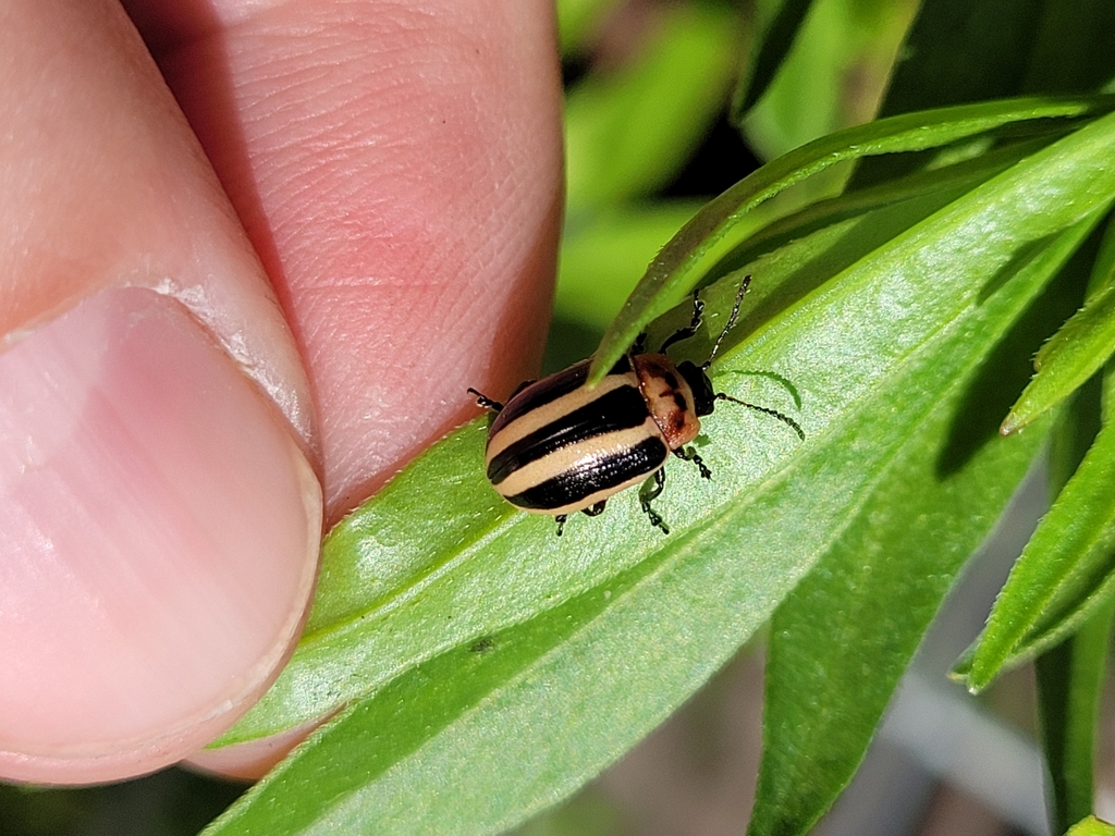 Coreopsis Beetle from Calgary, AB T2H 0G6, Canada on September 02, 2022 ...